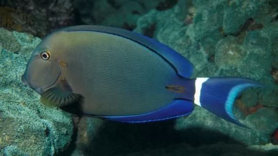 Ring Tail Tang – Chennai Marine Aquarium