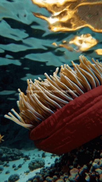Red base Ritteri Anemone – Chennai Marine Aquarium