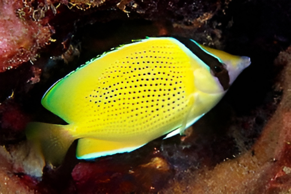 Foxface & Butterfly – Chennai Marine Aquarium