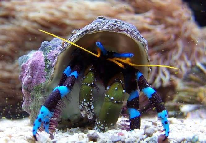 Blue Legged Hermit Crab (reef safe) – Chennai Marine Aquarium