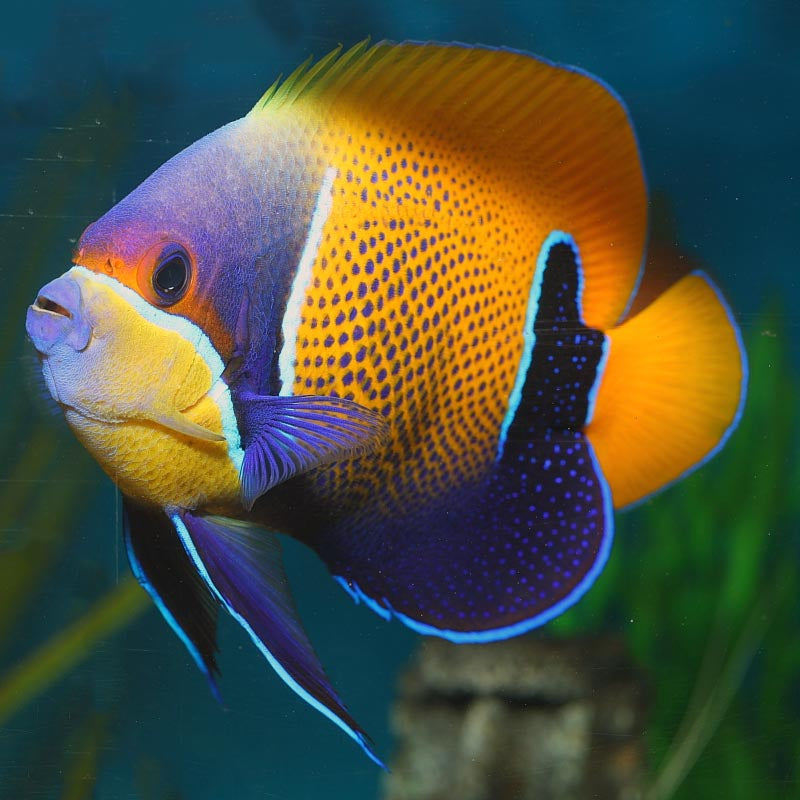 Majestic Angelfish (Adult) – Chennai Marine Aquarium