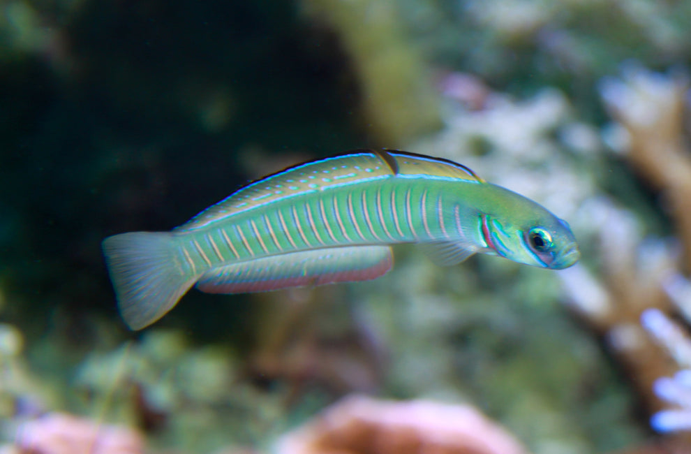 Zebra Goby – Chennai Marine Aquarium