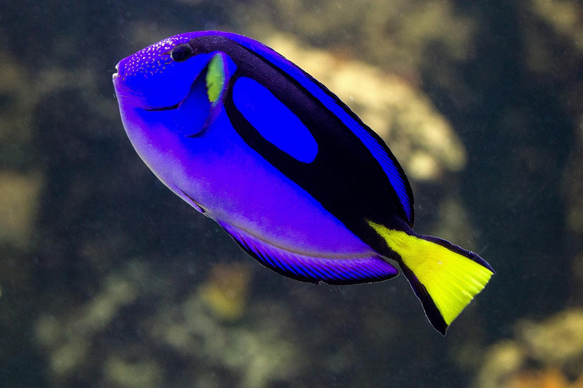 (Dory) Blue Surgeonfish / Regal Blue Tang – Chennai Marine Aquarium