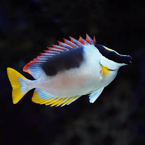 Magnificent Foxface – Chennai Marine Aquarium